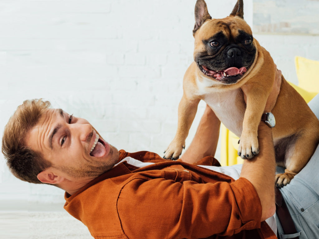 When dog is experiencing excessive flatulence – GastroBalance