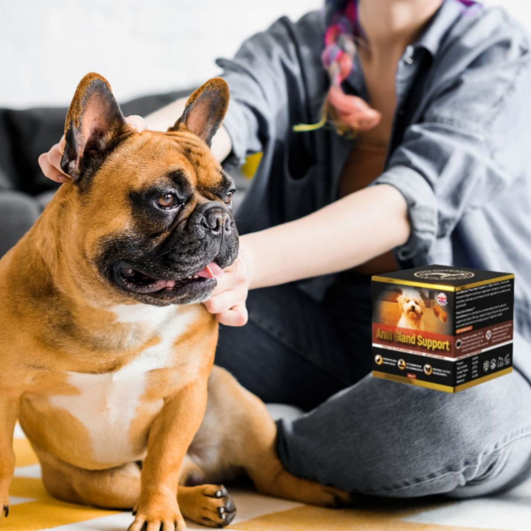 Hot Weather, Itchy Bottom: Helping your dog anal glands – GastroBalance